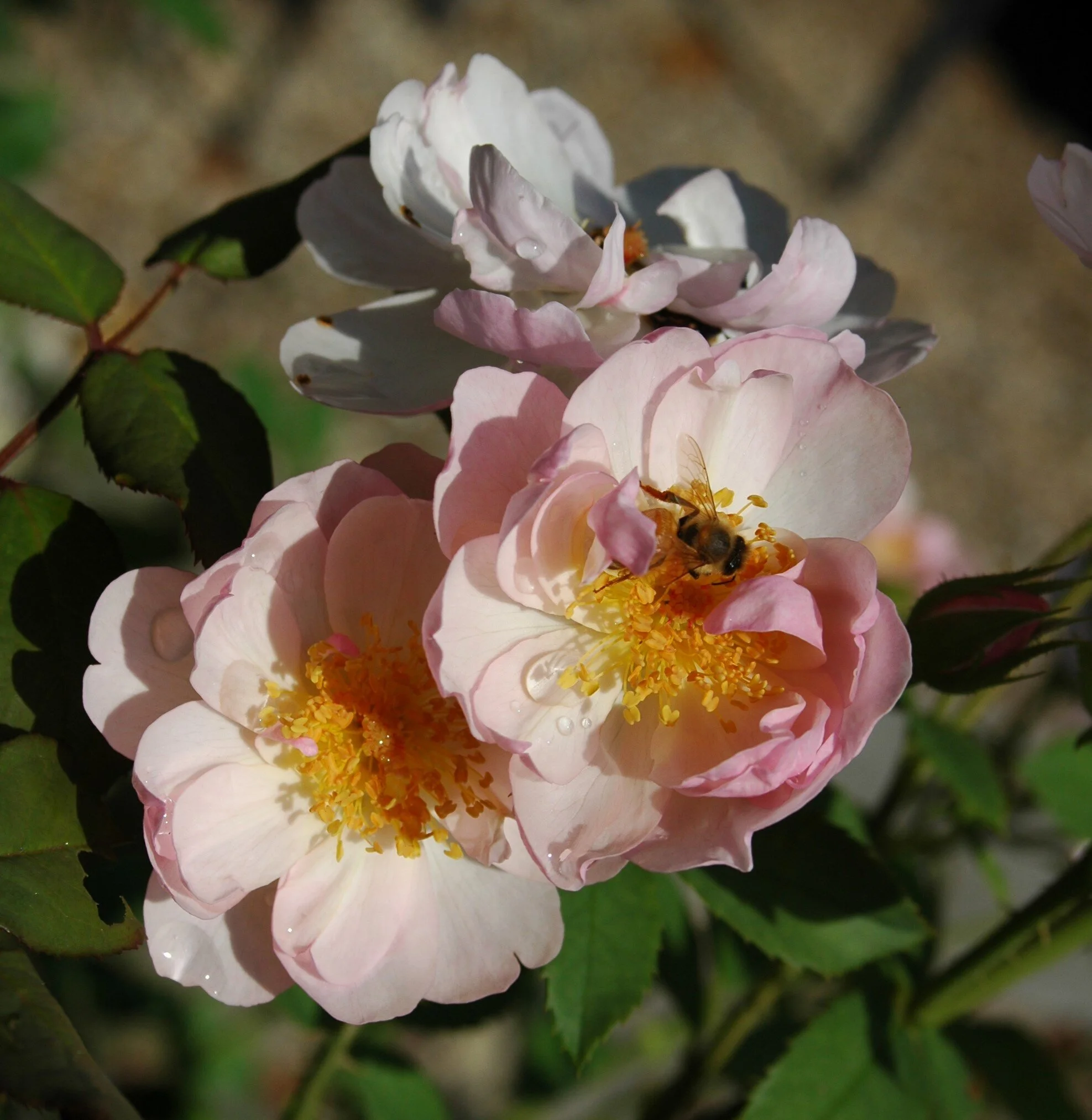 Reveling in Roses — English Garden Supplies