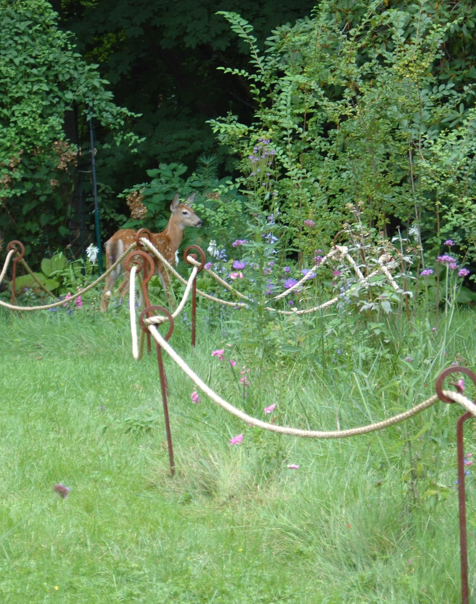 Making a Meadow — English Garden Supplies