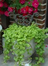 Hose Guard — English Garden Supplies