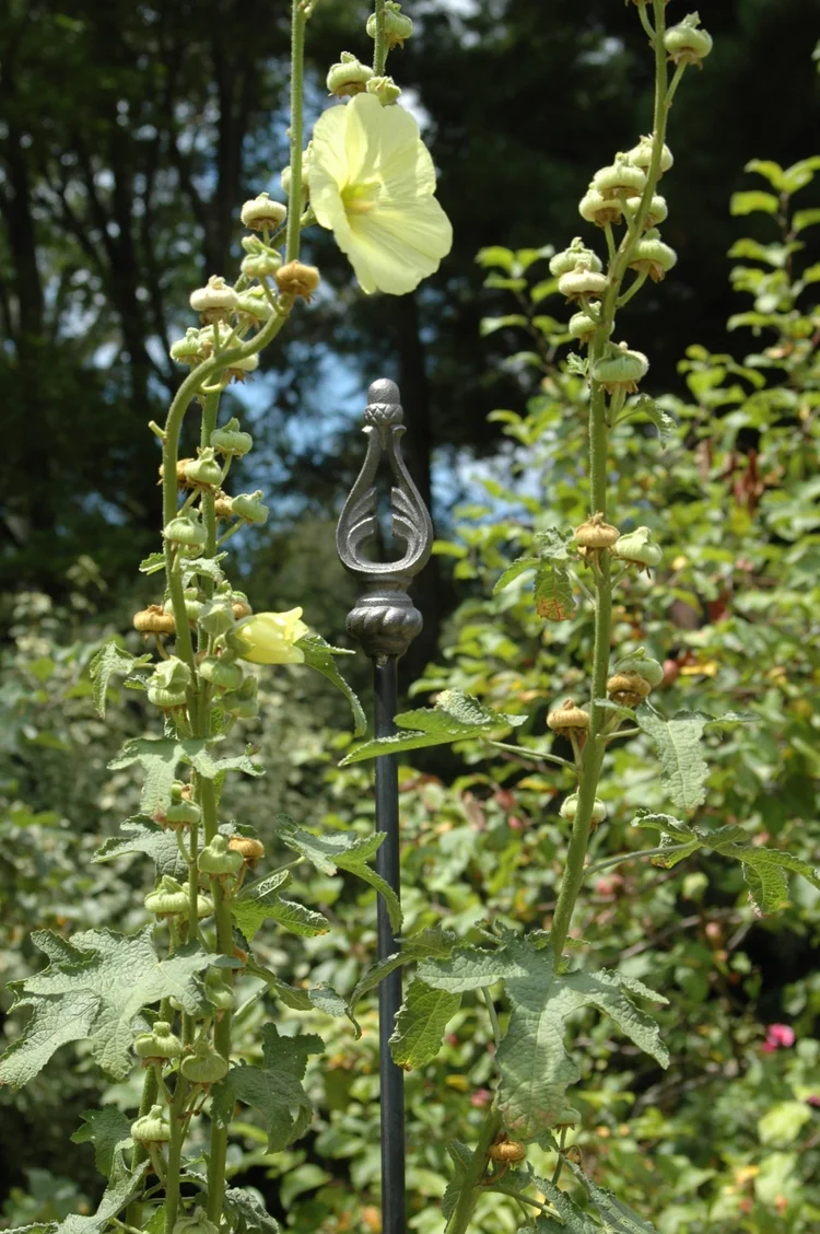 Wrought Metal Plant Stakes and Plant Supports — English Garden Supplies