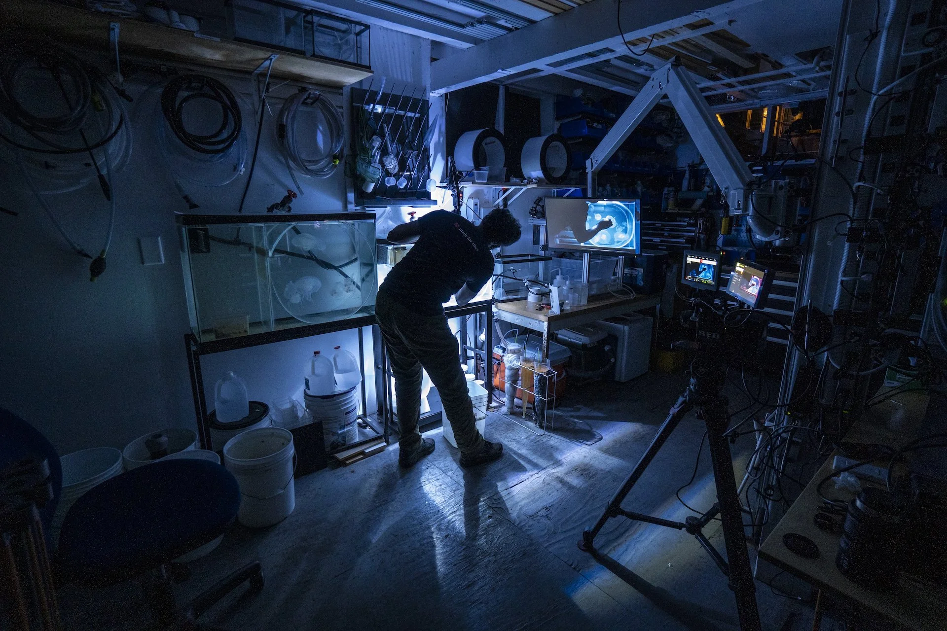 Jellyfish — Anand Varma Photography