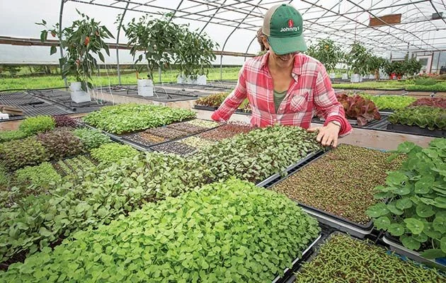 Microgreens — International Functional Foods Association