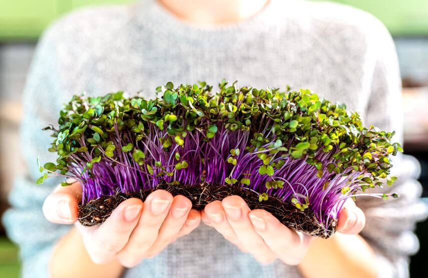 Red Cabbage Microgreens 101 — International Functional Foods Association