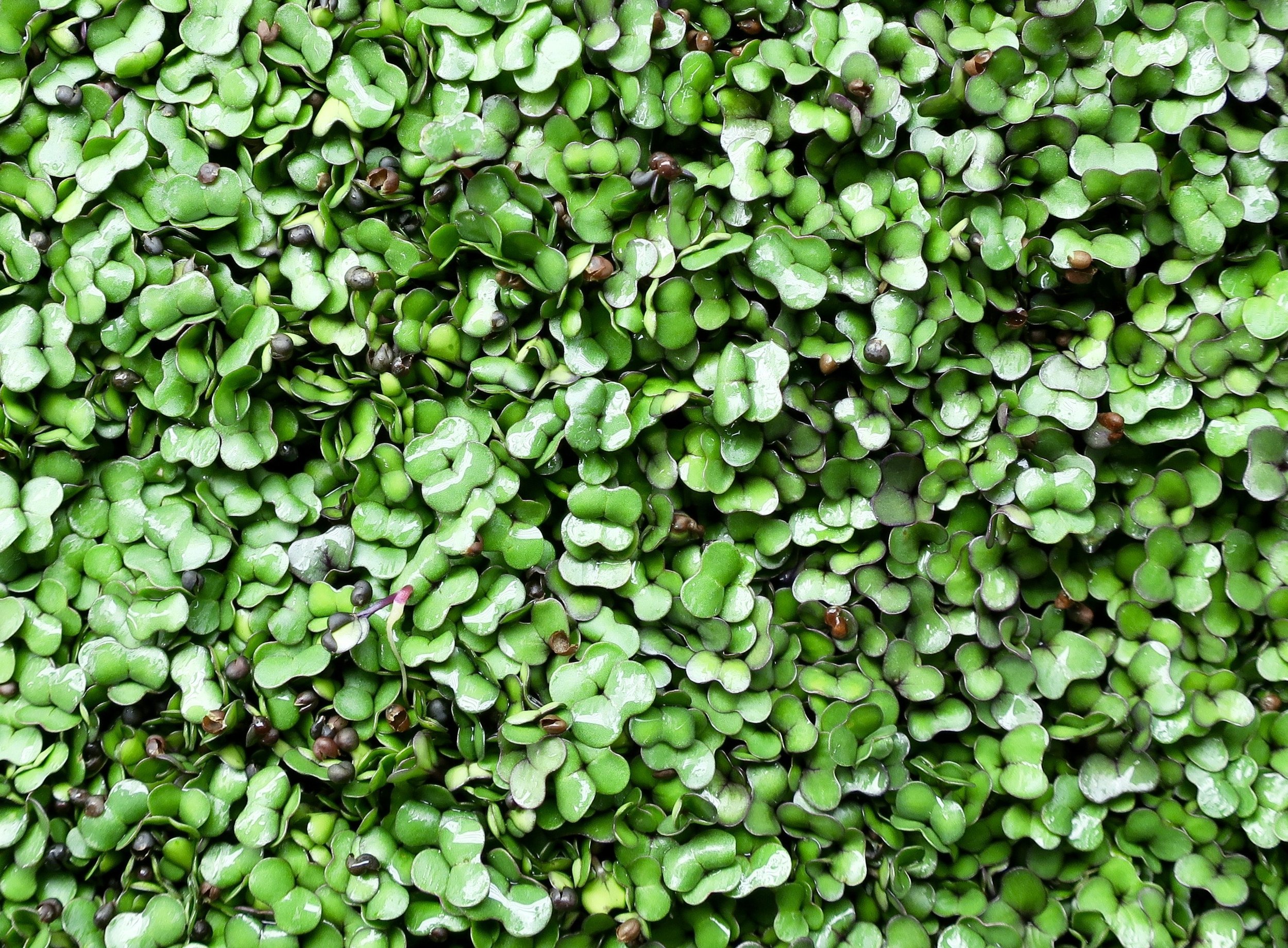 Kale Microgreens 101 — International Functional Foods Association