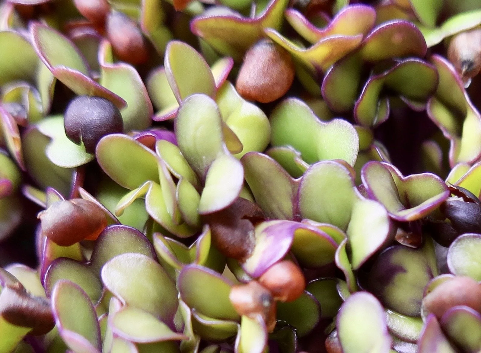 Kale Microgreens 101 — International Functional Foods Association