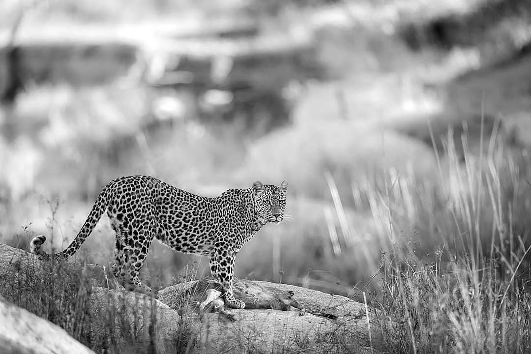 Nala Africa