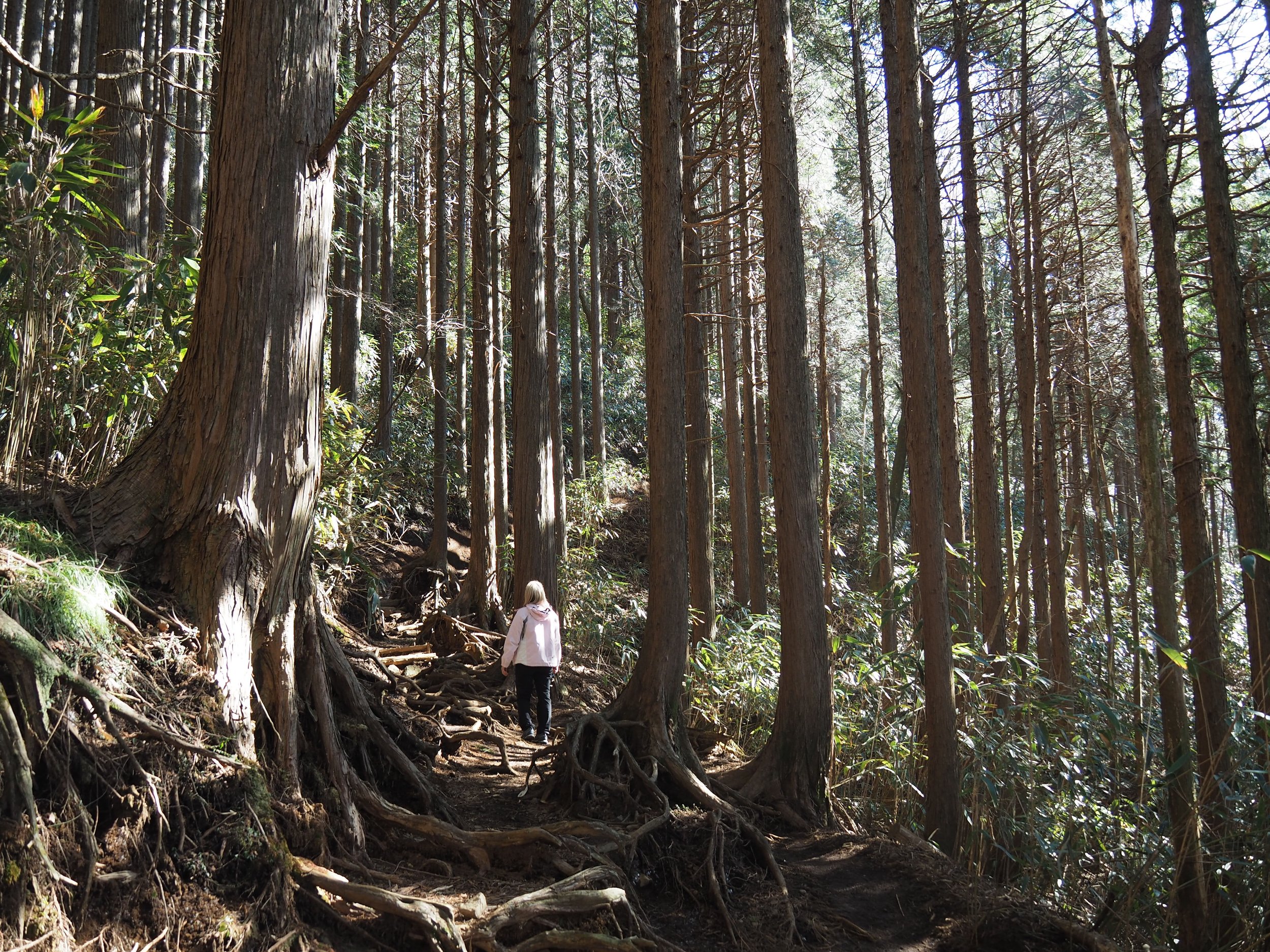 Tokyo Day Trip | Mount Kintoki | Hiking Tours w/ Local Guides — Really ...
