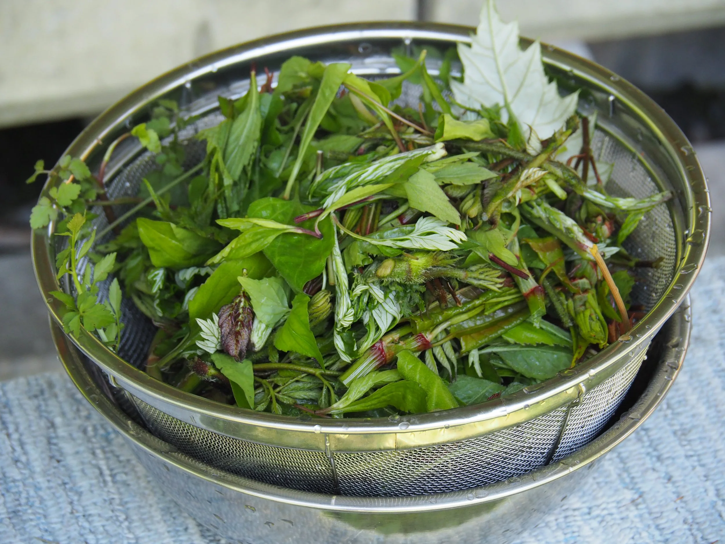 Foraging Tours in Rural Japan — Really Rural Japan