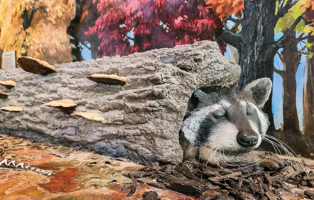 Wargo Nature Center — Anoka County Parks