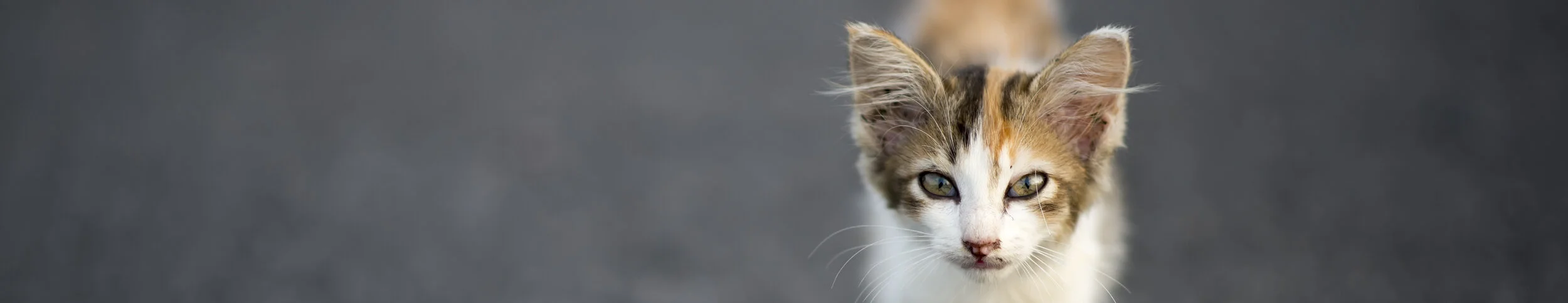 Donate to Help Albuquerque and New Mexico Cats — Street Cat HUB Inc.