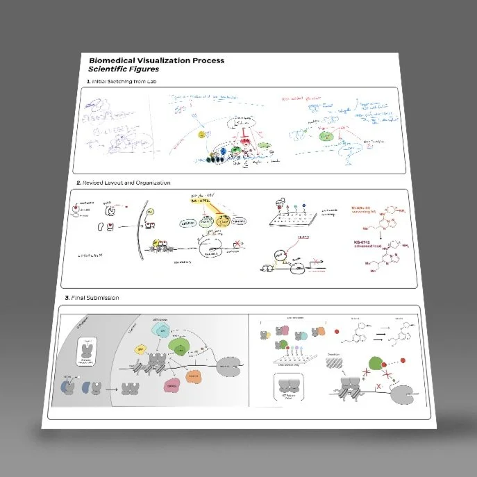 Madison Rice - Medical Illustrator and Animator