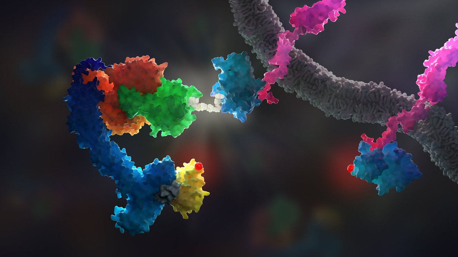 Madison Rice - Medical Illustrator and Animator