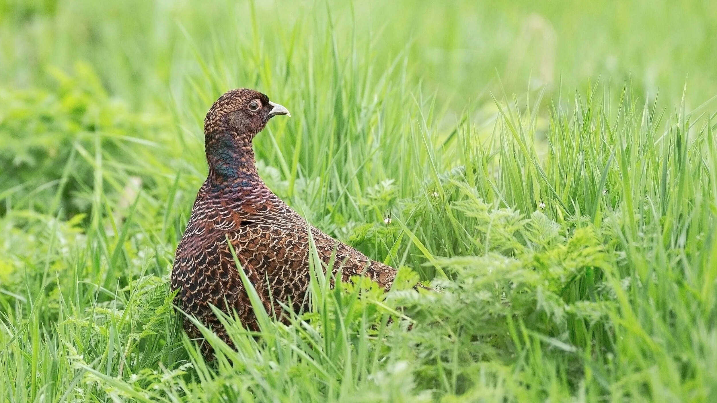 Outdoor Pursuits at Tarr Farm, Exmoor. Shooting and Sports. — TARR FARM INN