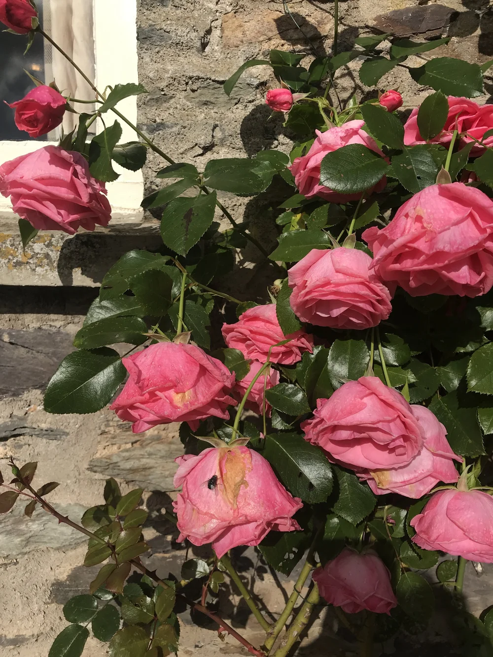 Gallery — TARR FARM INN