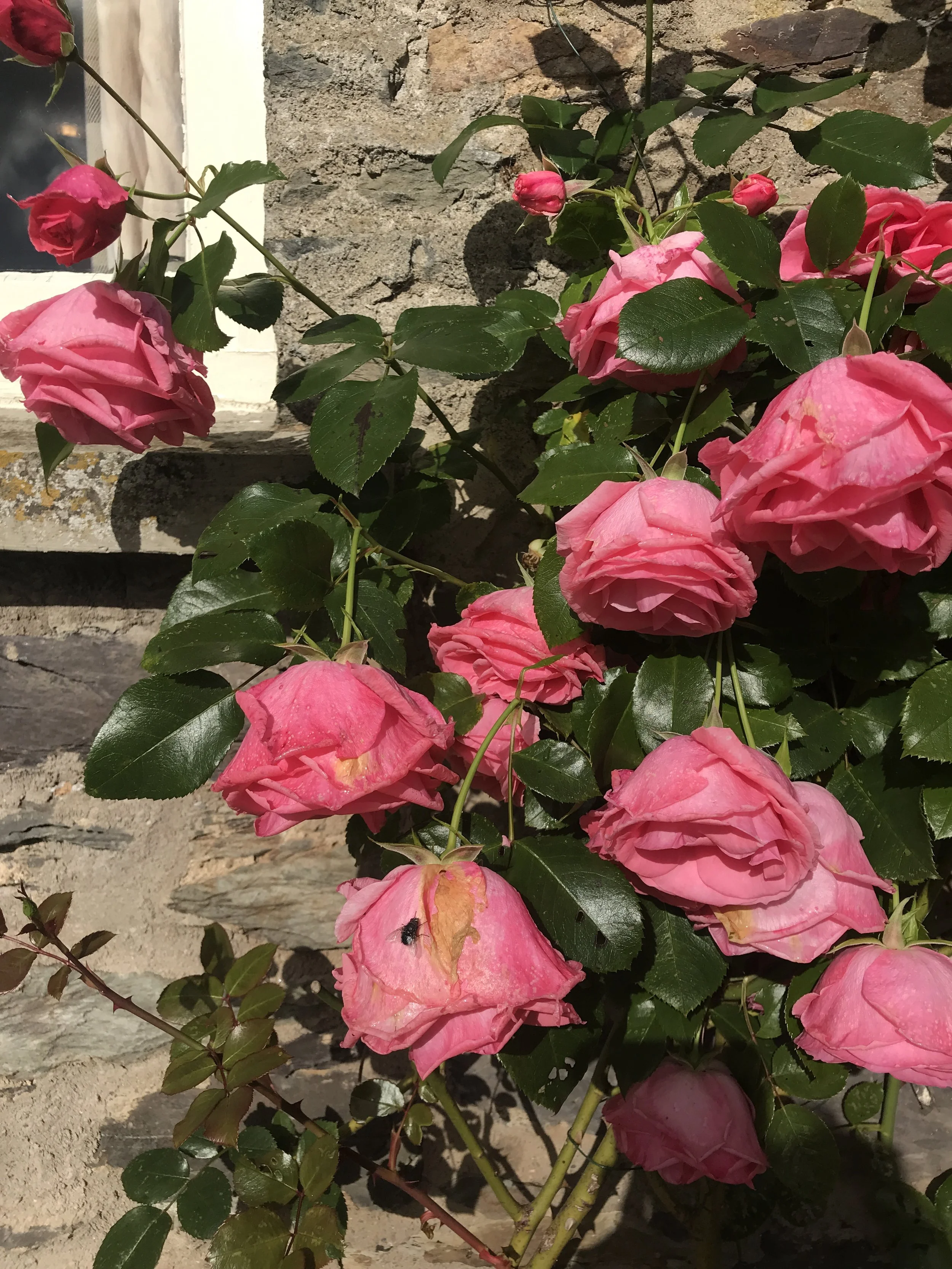 Gallery — TARR FARM INN