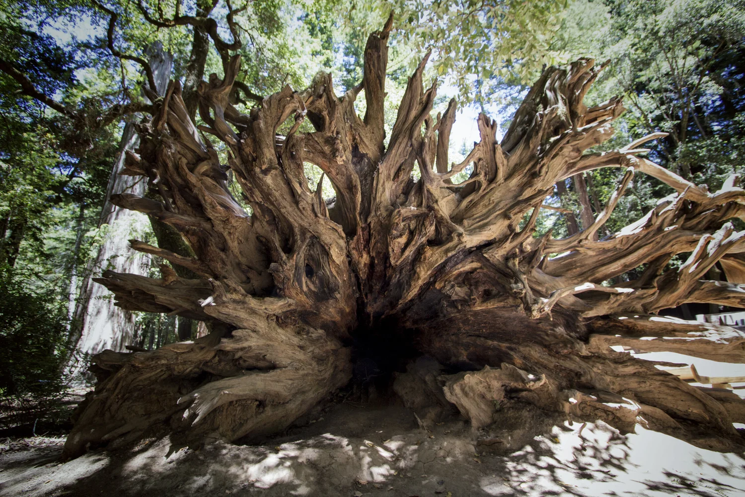 Big Basin Redwoods State Park — Mountain Parks Foundation