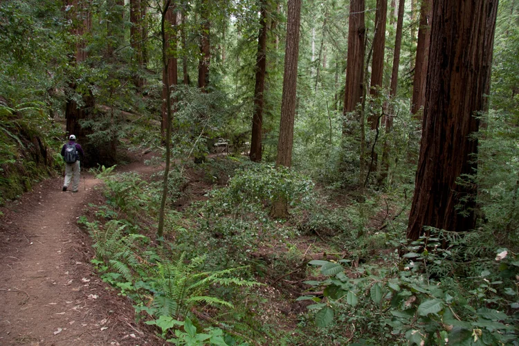 Big Basin Redwoods State Park — Mountain Parks Foundation