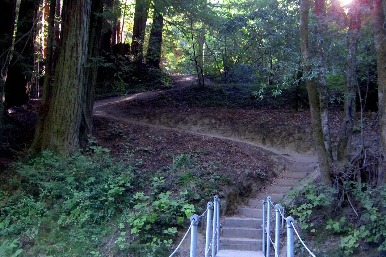 Henry Cowell Redwoods State Park — Mountain Parks Foundation