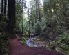 Fall Creek Unit of Henry Cowell Redwoods State Park — Mountain Parks ...