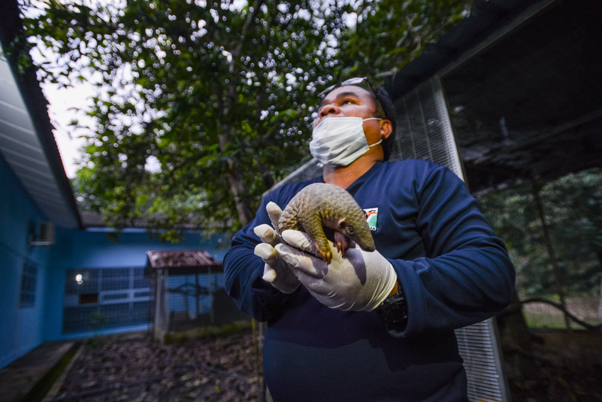 Malaysia’s first captive-born pangolin meets the public — The ...