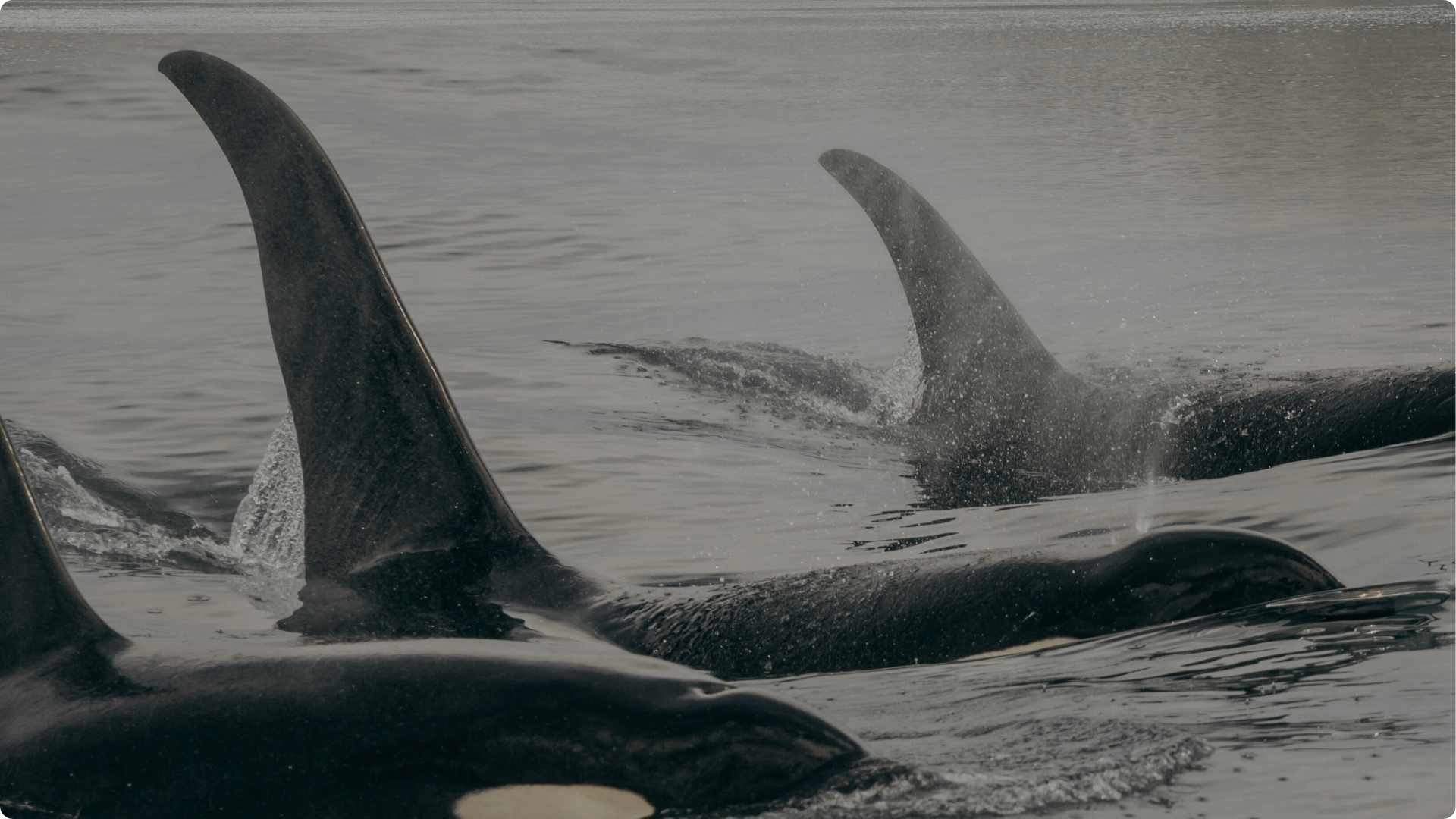 FAQS & Resources | Columbia Snake River Campaign