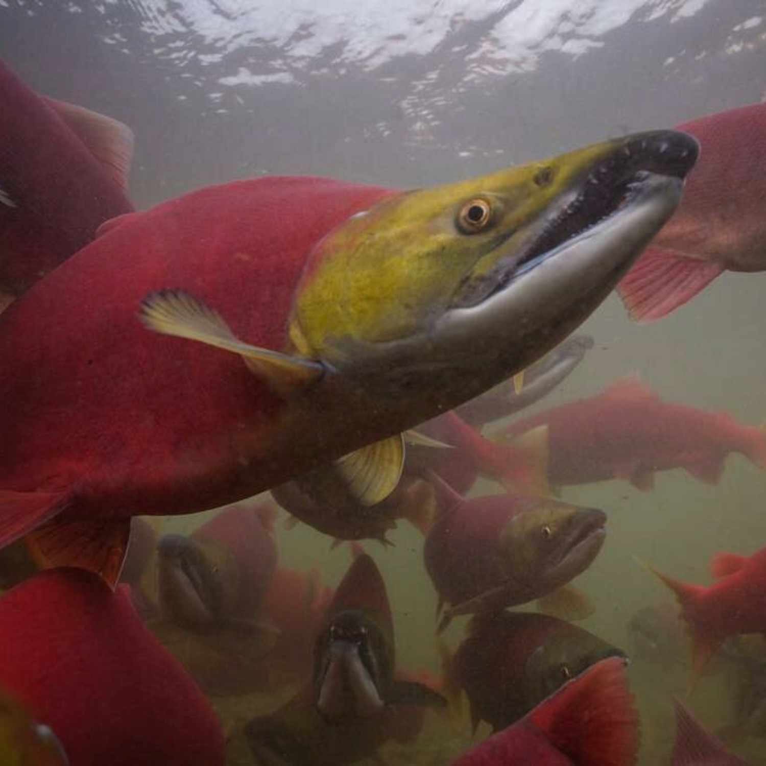 About | Columbia Snake River Campaign