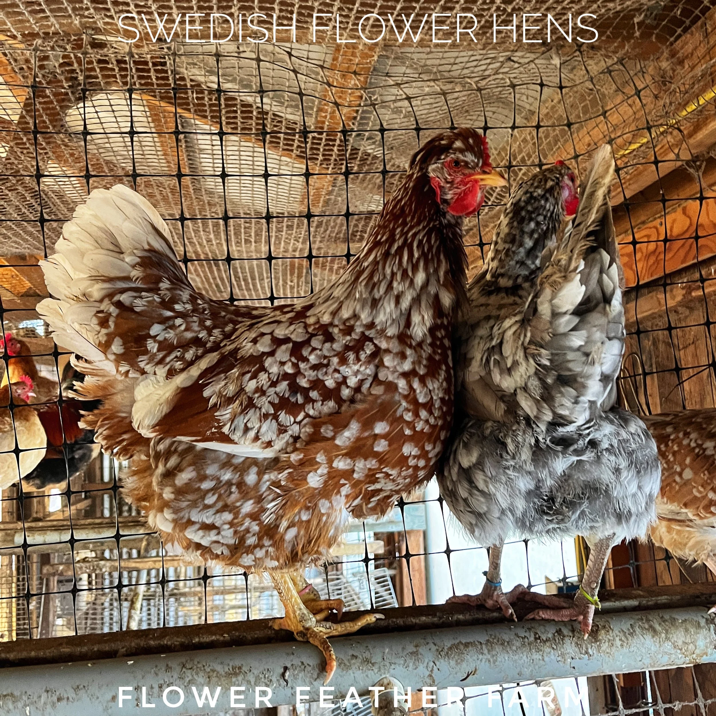 Swedish Flower Hens aka Skånsk Blommehöna Chicks at Flower Feather Farm ...
