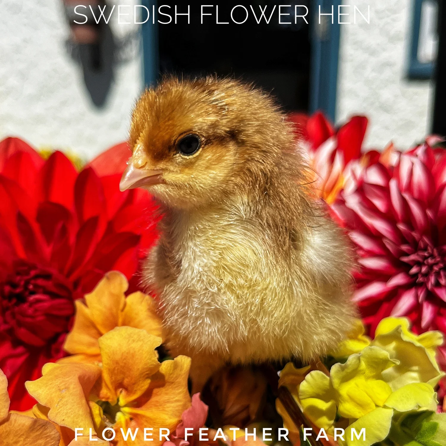 Jubilee Orpington Chicks available year-round at Flower Feather Farm ...