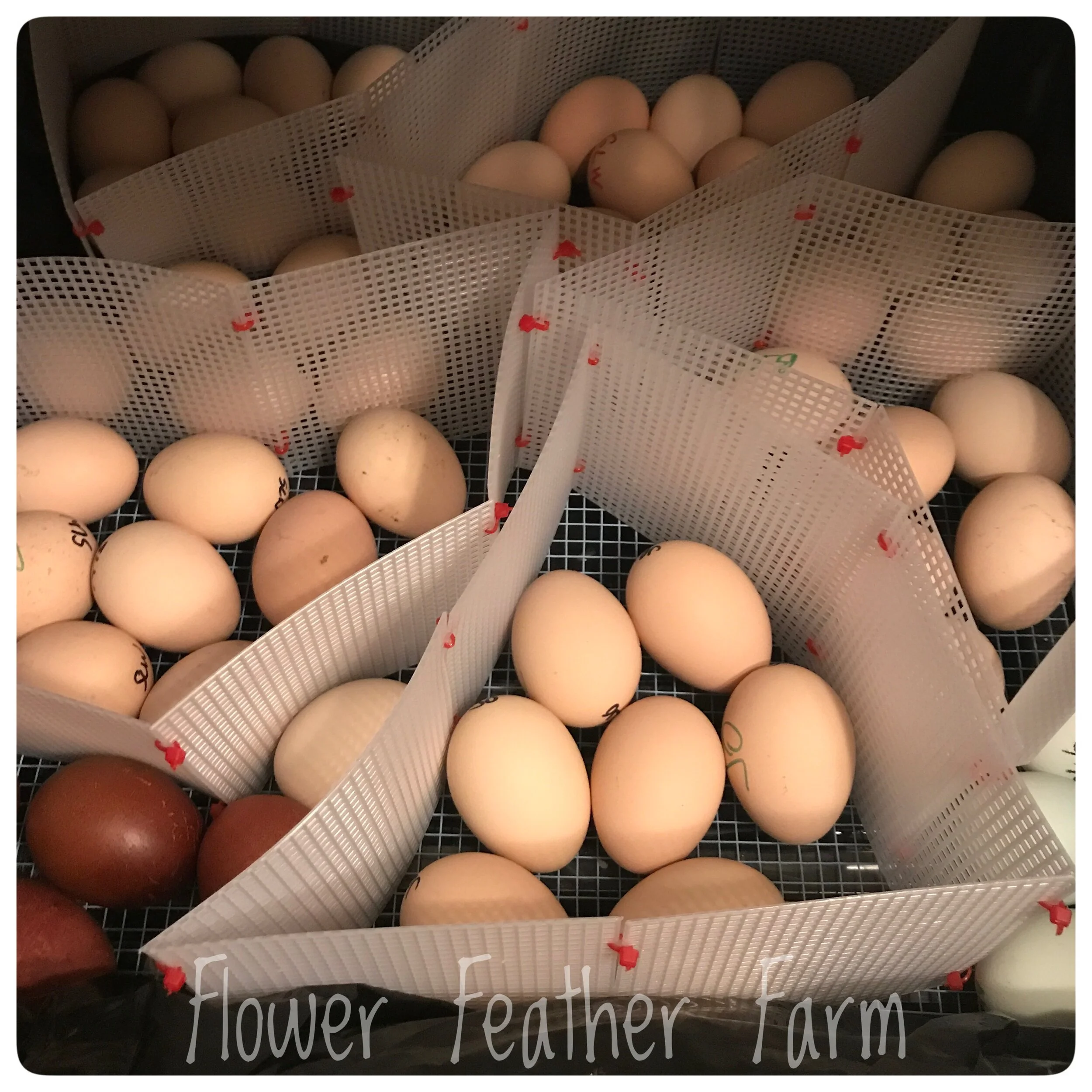 Best Hatching Tips for Healthy Chicks — Flower Feather Farm: Chicks ...