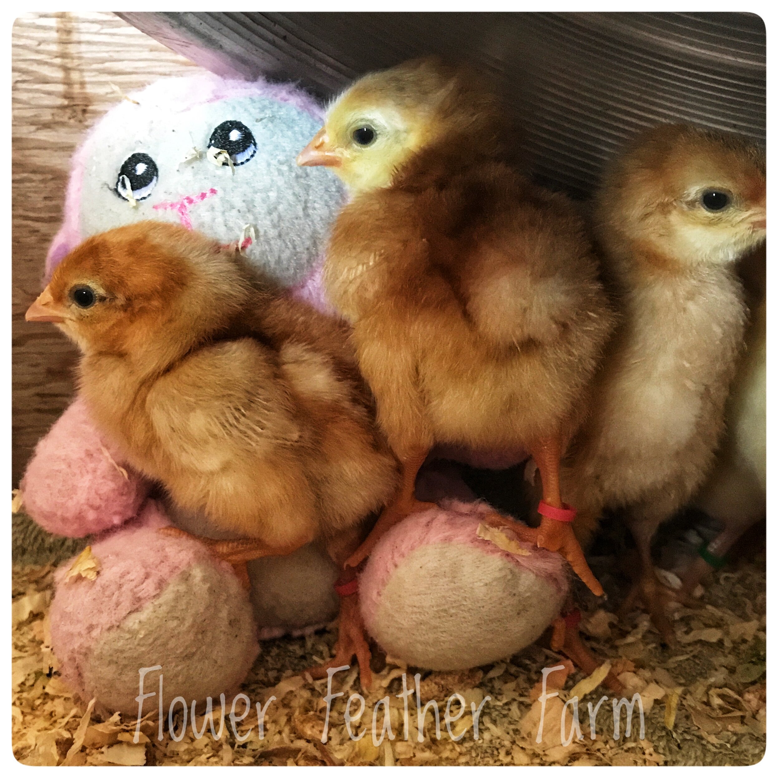 Best Housing or Brooder Set-Up for Baby Chicks — Flower Feather Farm ...