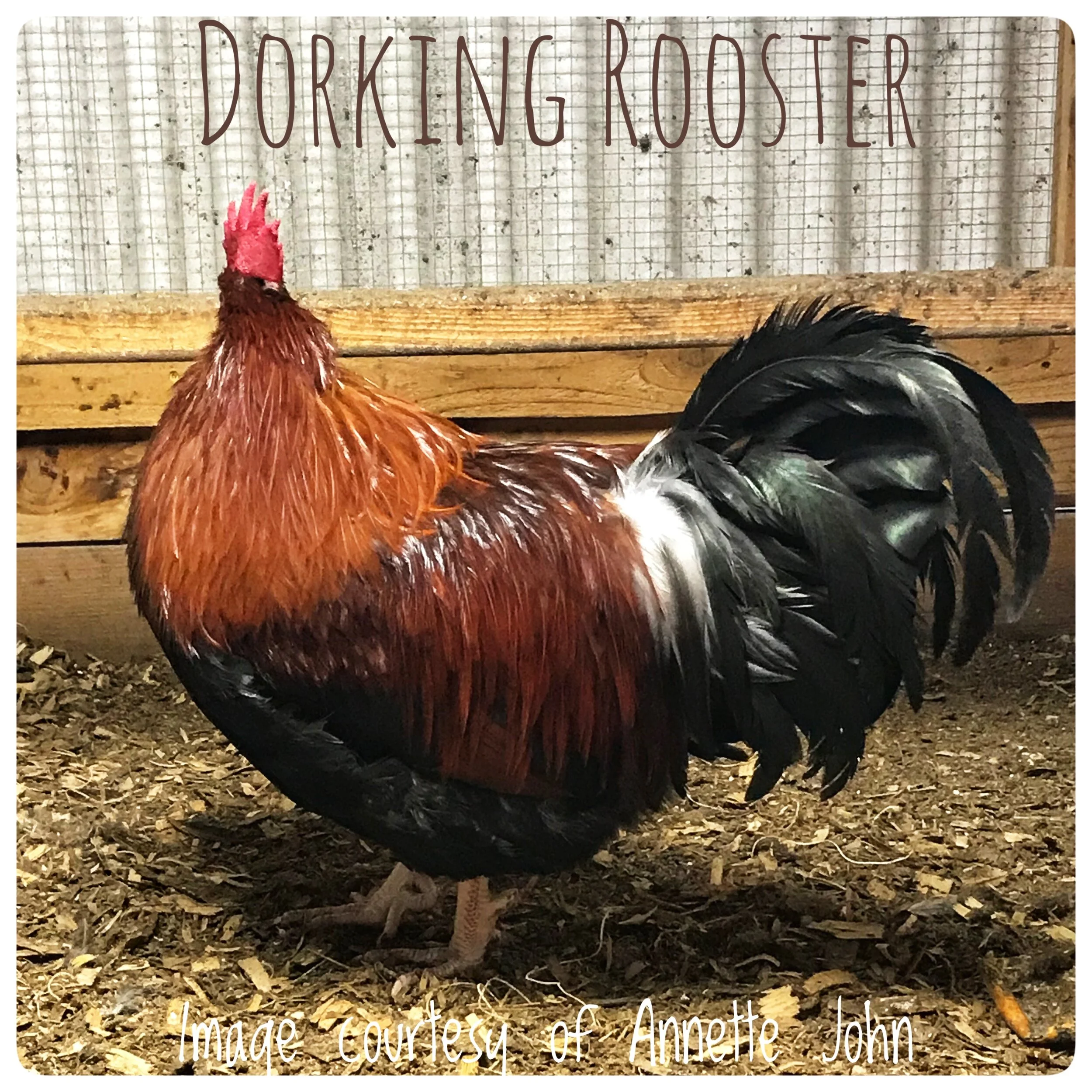 Chicks — Flower Feather Farm: Specialty Chicks & Dahlias