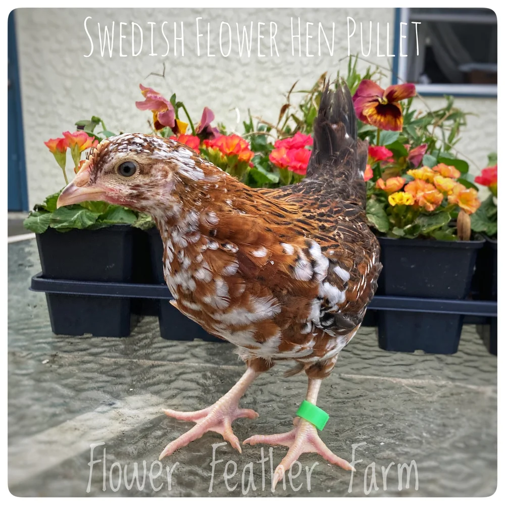 Wheaten/Blue Wheaten Marans Chicks at Flower Feather Farm, Specialty ...