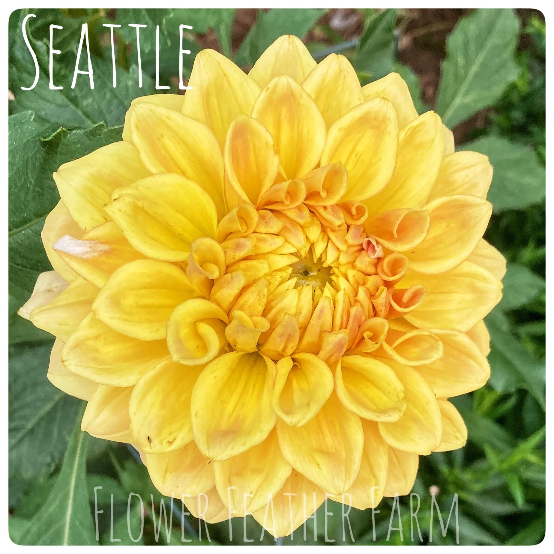 Seattle Dahlia Tubers at Flower Feather Farm, Chicks & Dahlia — Flower ...