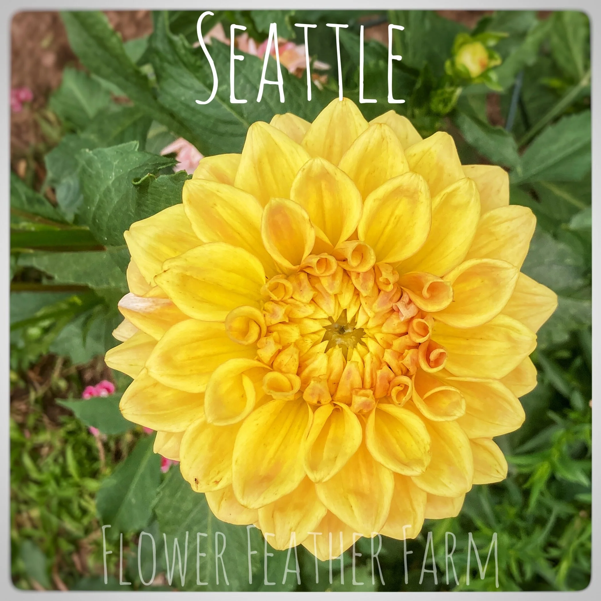Seattle Dahlia Tubers at Flower Feather Farm, Chicks & Dahlia — Flower ...