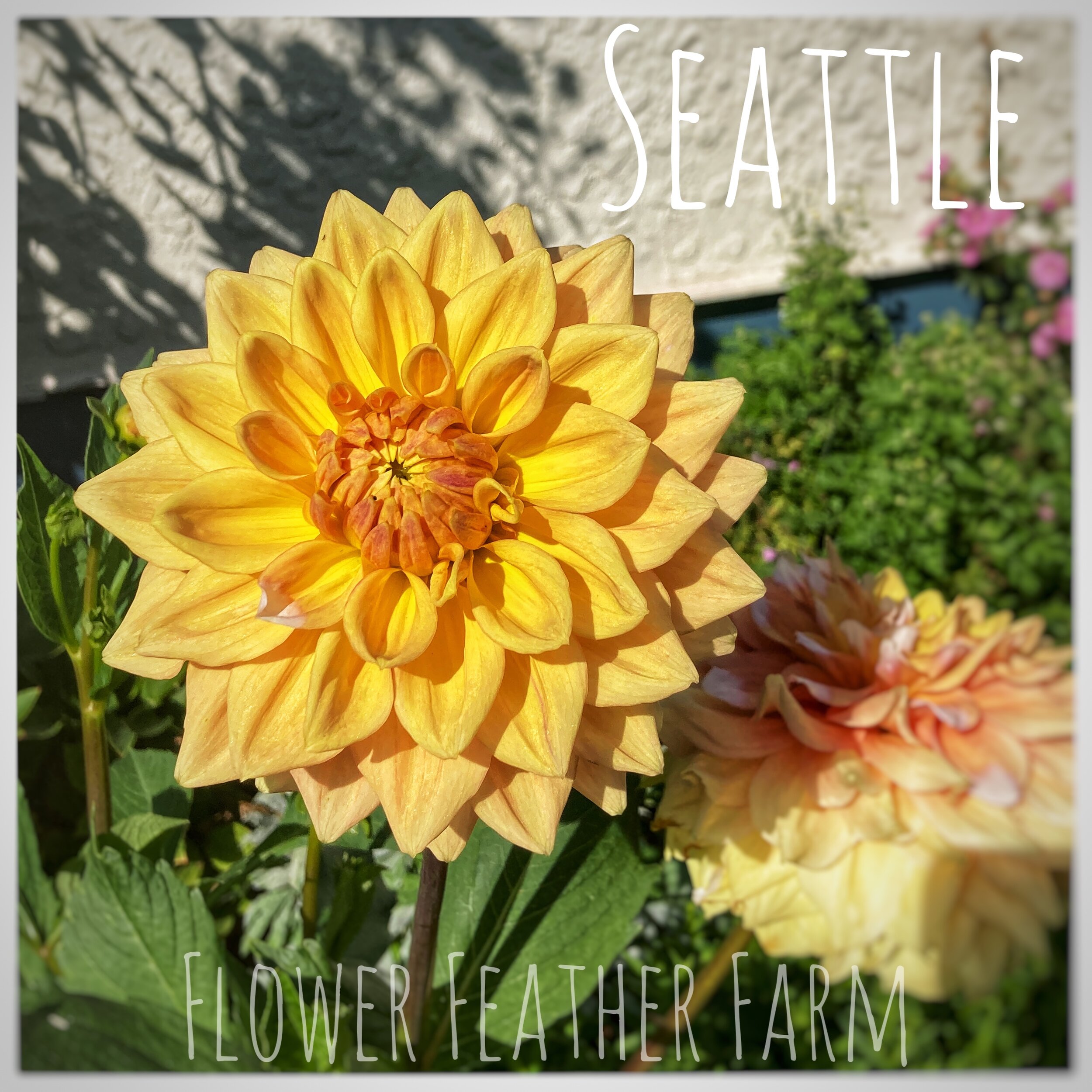 Seattle Dahlia Tubers at Flower Feather Farm, Chicks & Dahlia — Flower ...