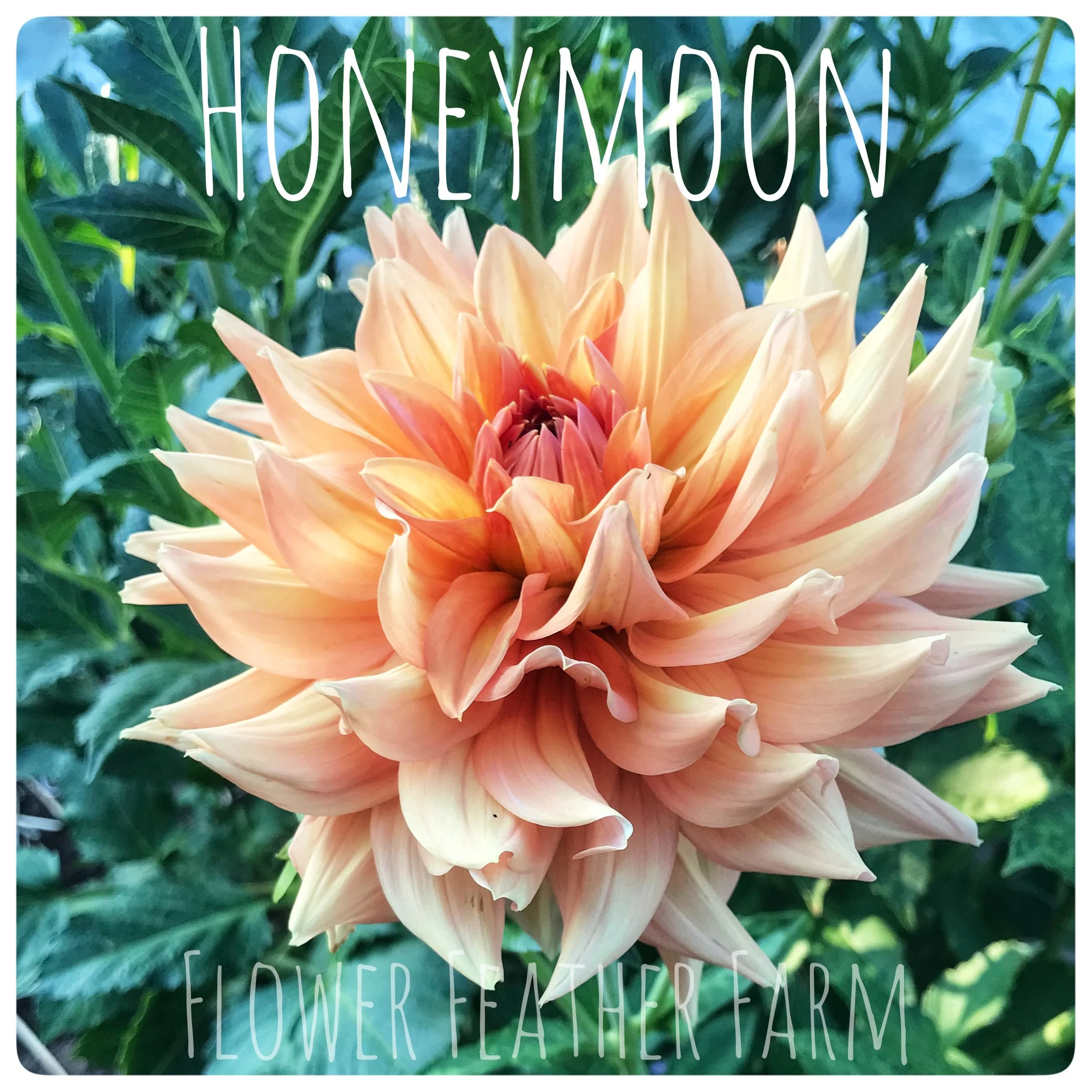 Dahlia Tubers — Flower Feather Farm: Chicks & Dahlias