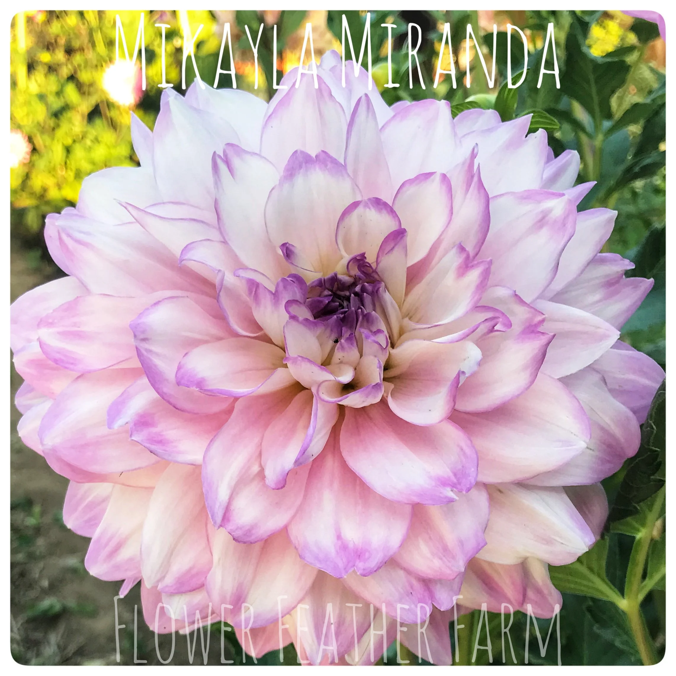 Karma Serena Dahlia Tubers at Flower Feather Farm, Specialty Chicks and ...