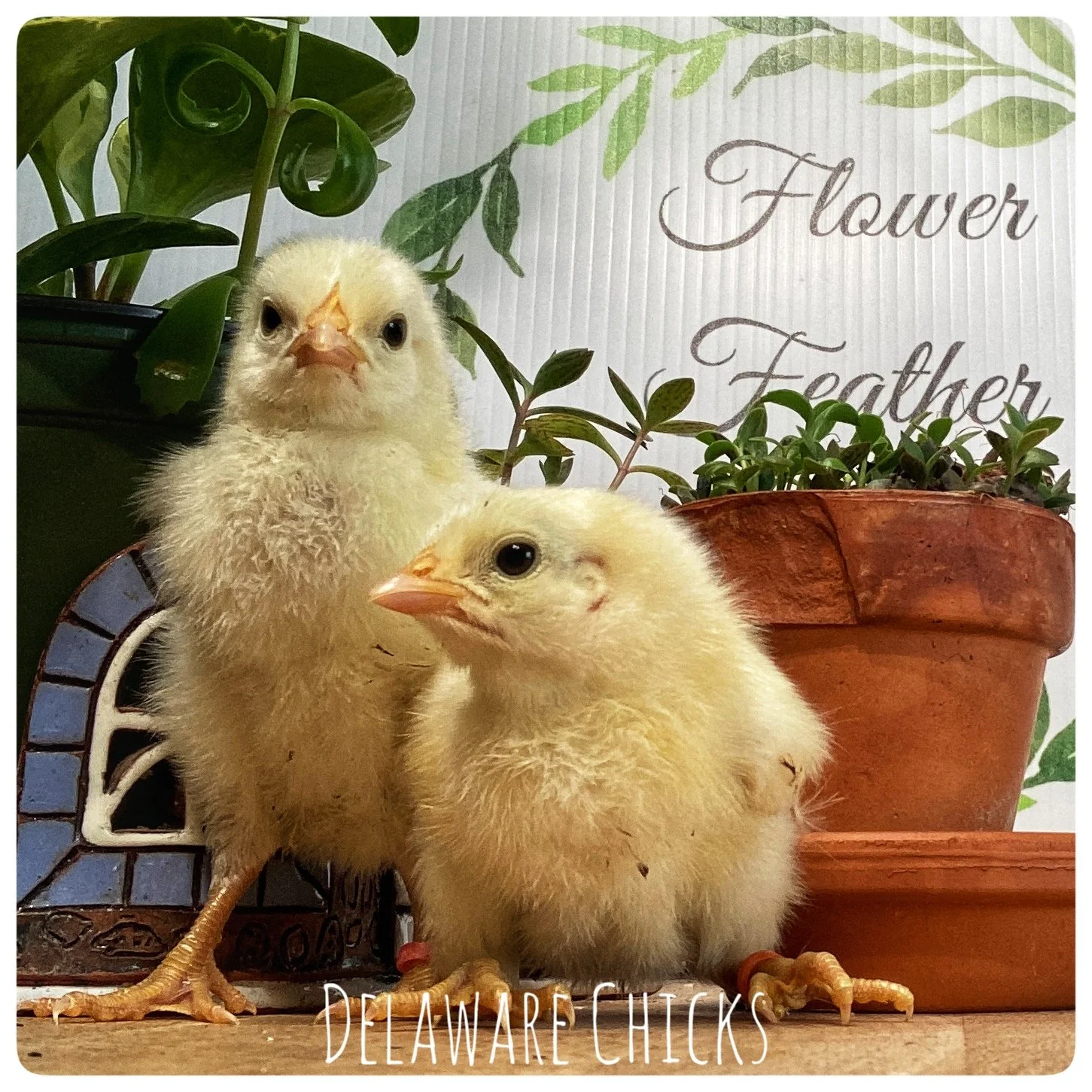 Breeds & Chicks Available — Flower Feather Farm: Chicks & Dahlias