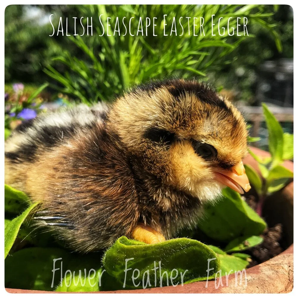 Swedish Flower Hens aka Skånsk Blommehöna Chicks available at Flower ...