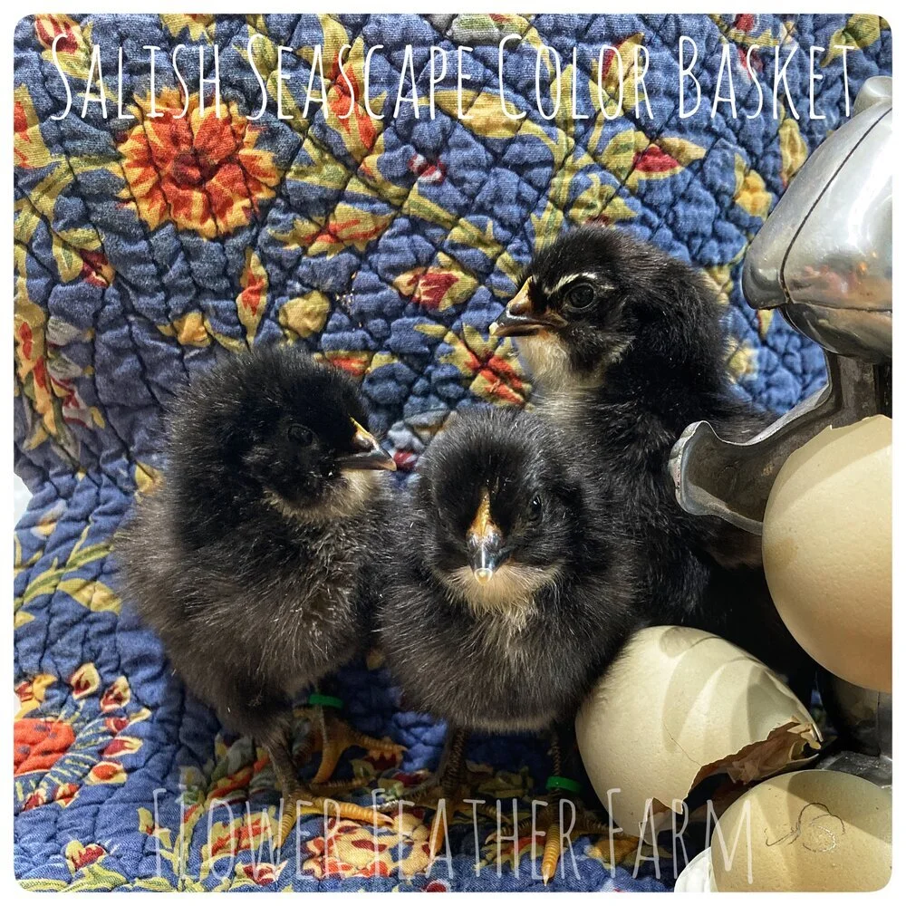 Swedish Flower Hens aka Skånsk Blommehöna Chicks available at Flower ...