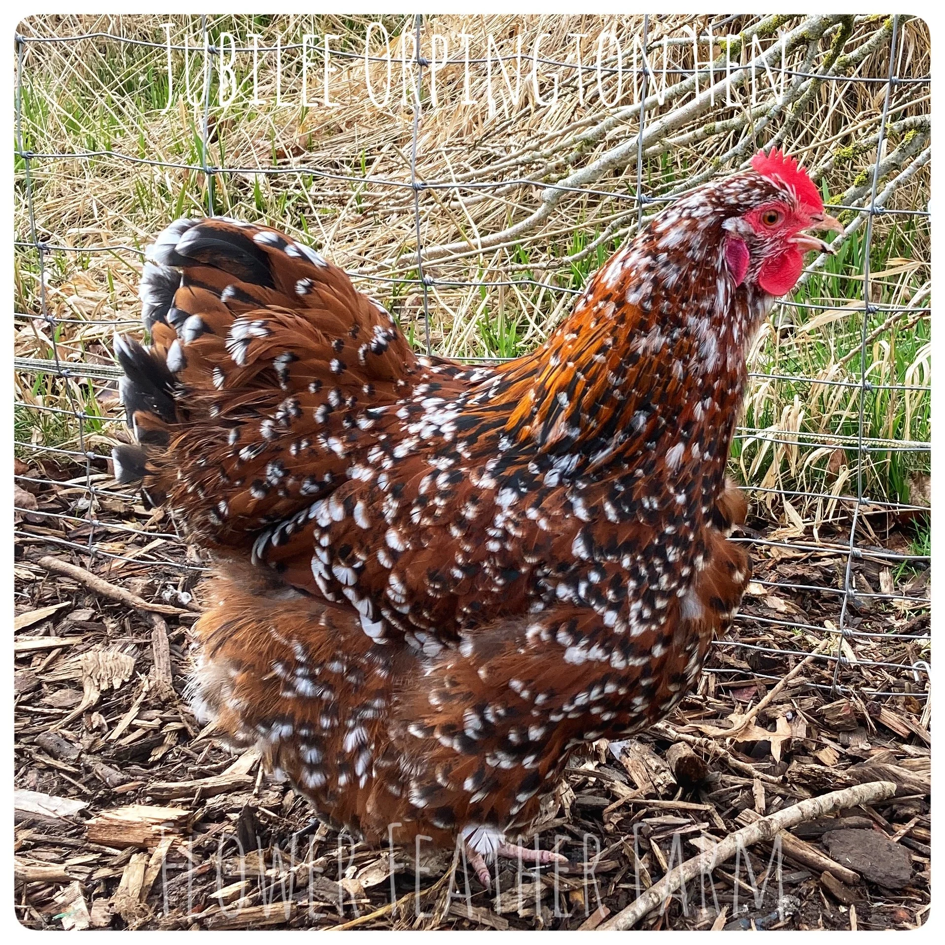 Swedish Flower Hens aka Skånsk Blommehöna Chicks available at Flower ...