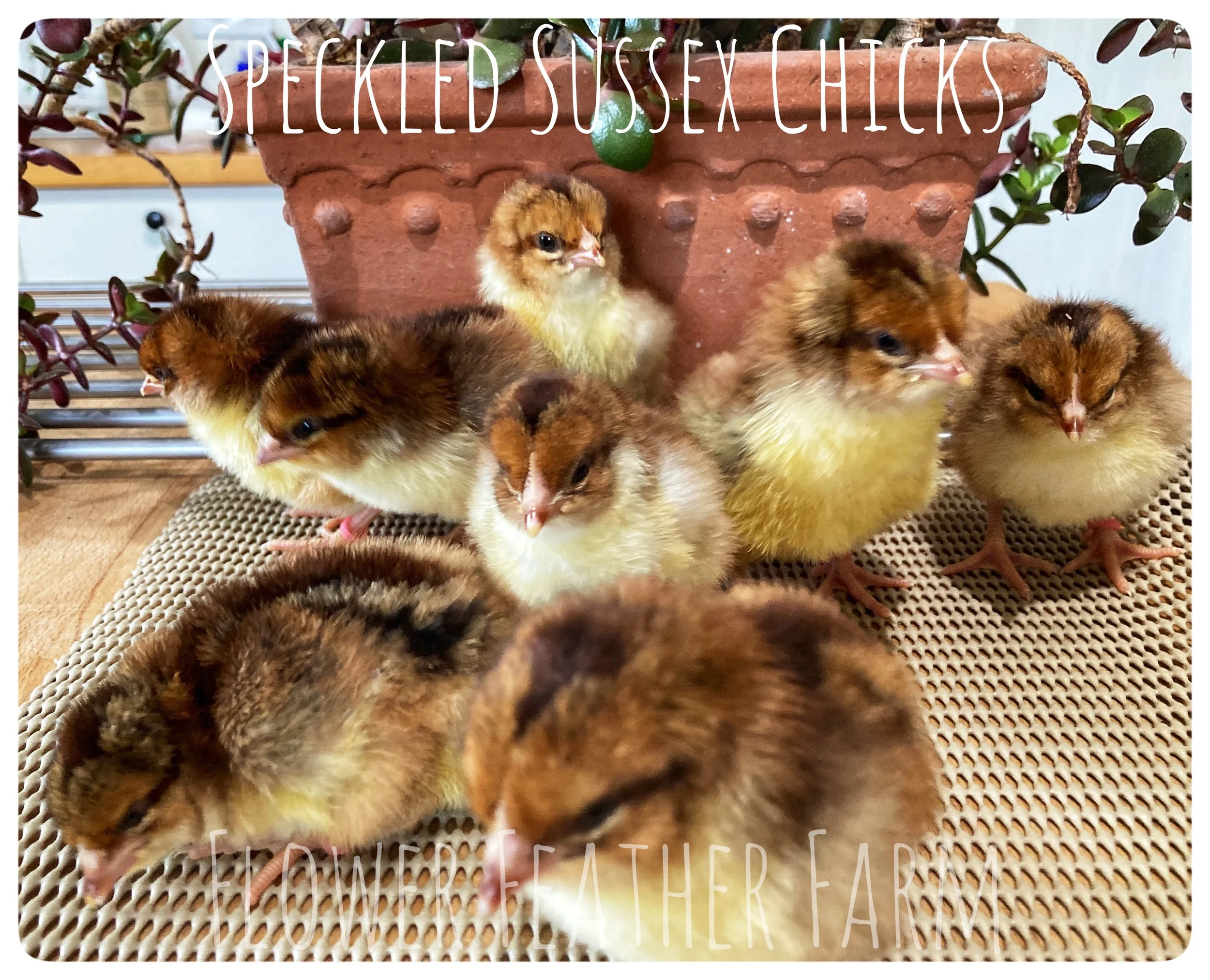 Breeds & Chicks Available — Flower Feather Farm: Chicks & Dahlias