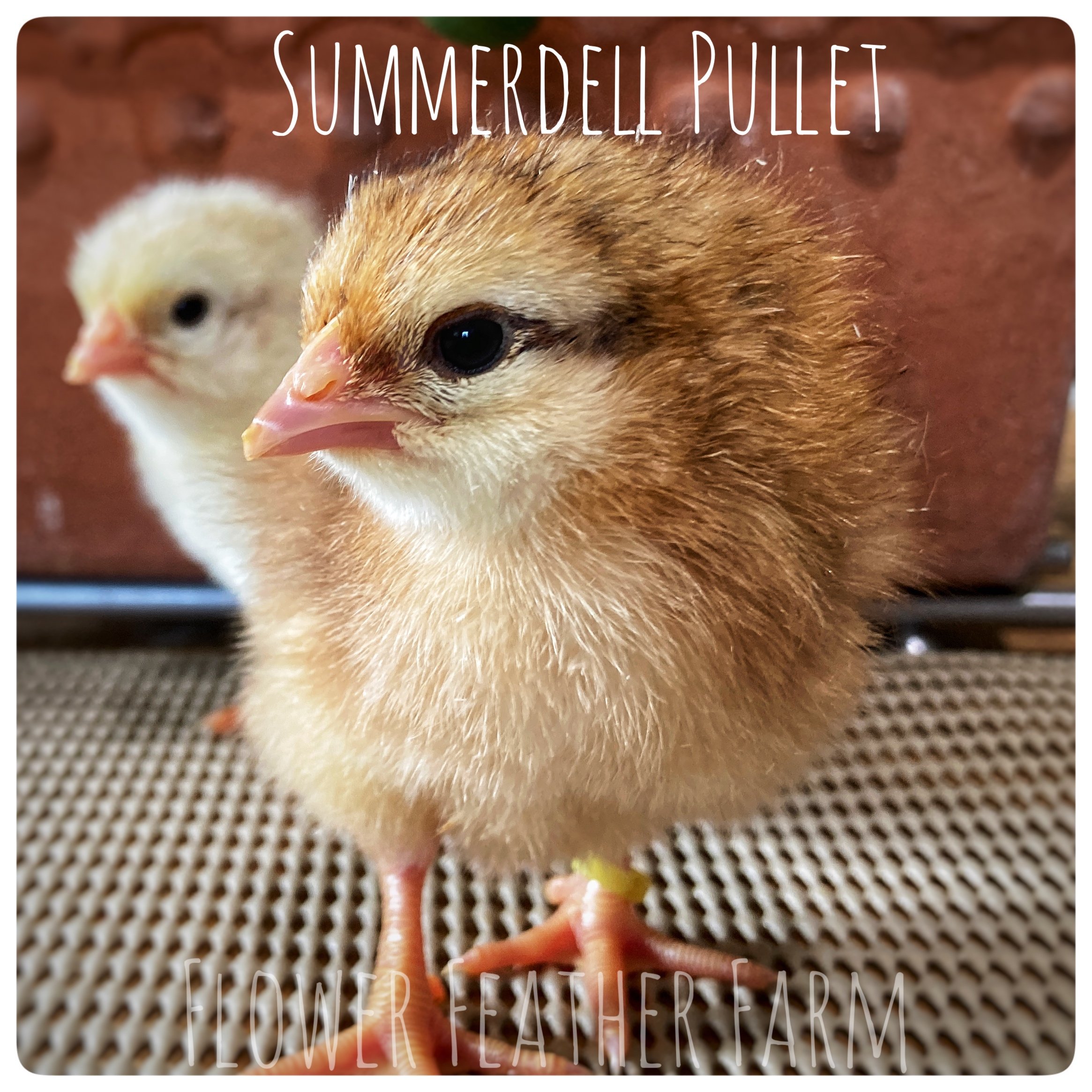 Flower Feather Farm: Chicks & Dahlias