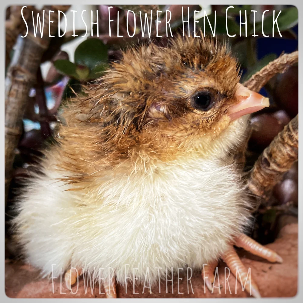 Jubilee Orpington Chicks available year-round at Flower Feather Farm ...