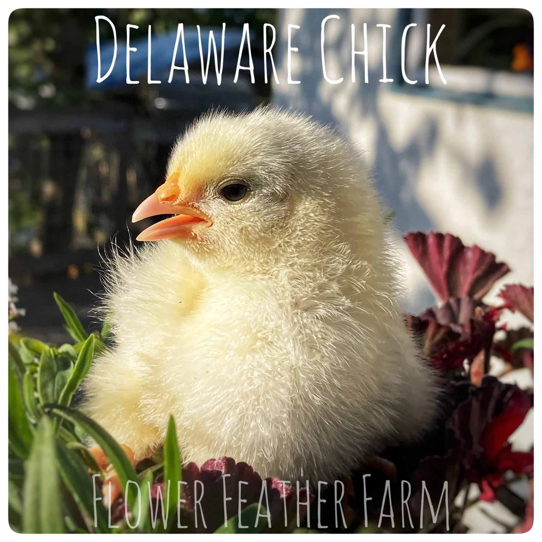 Breeds & Chicks Available — Flower Feather Farm: Chicks & Dahlias