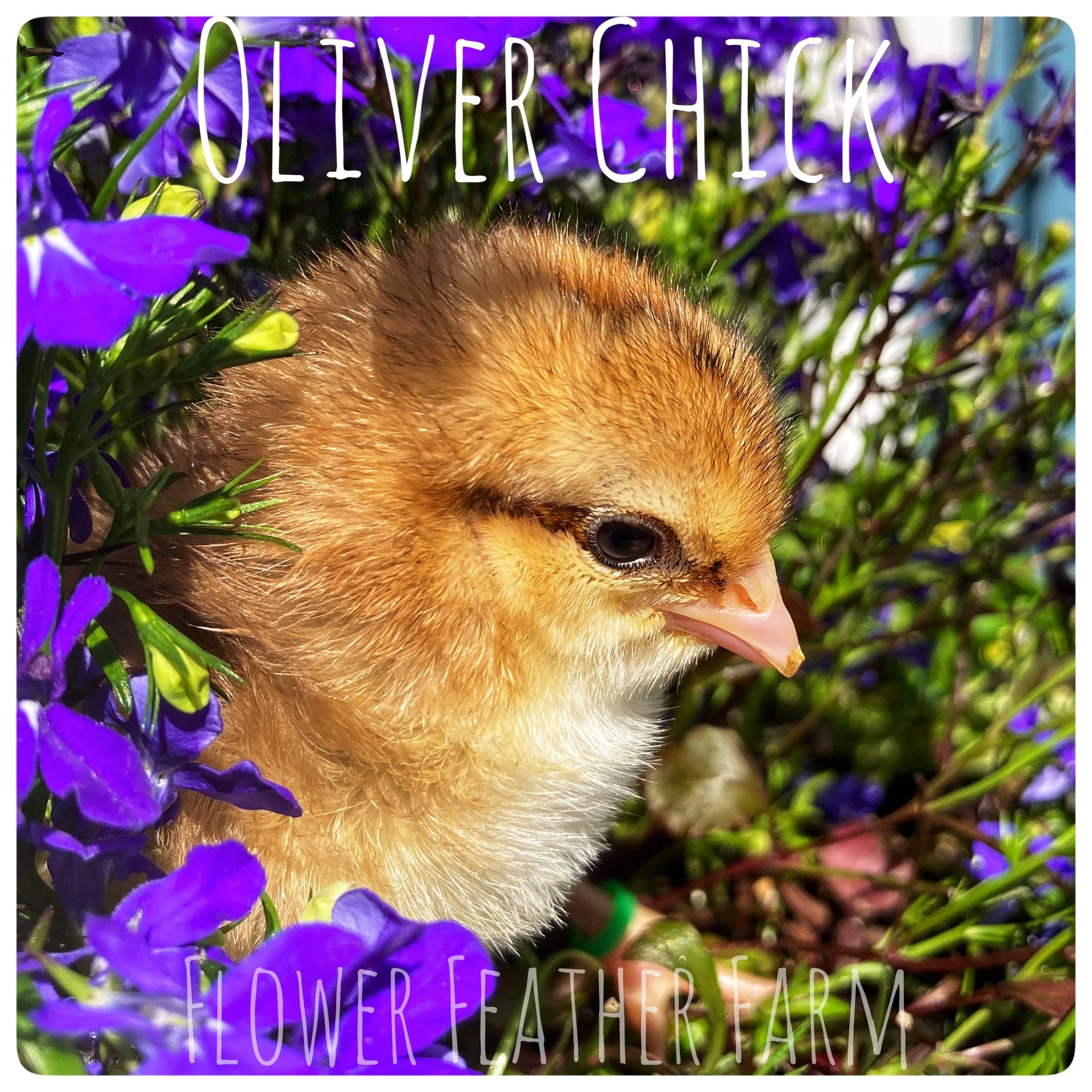 Wheaten Oliver Chicks — Flower Feather Farm: Chicks & Dahlias