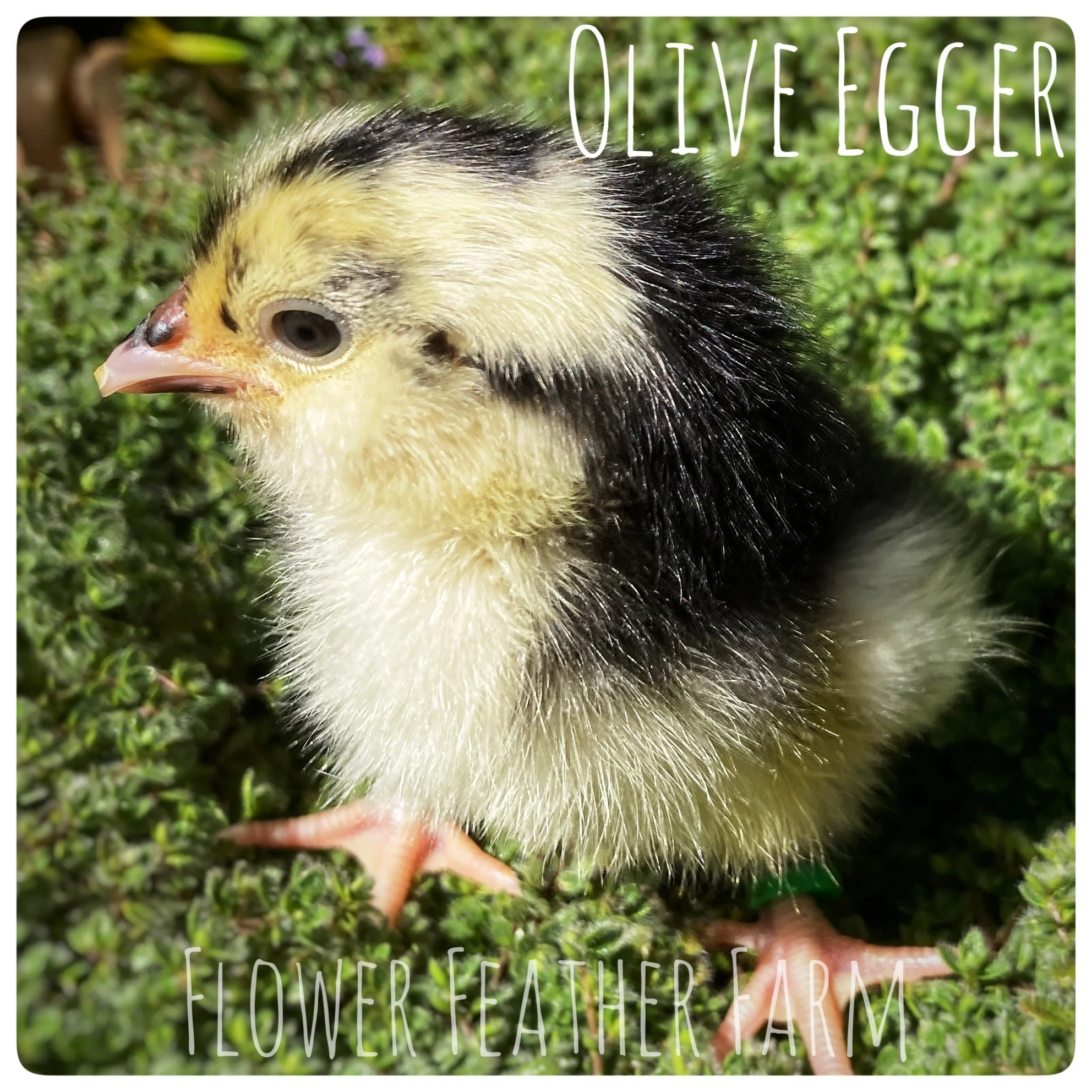 Breeds & Chicks Available — Flower Feather Farm: Chicks & Dahlias