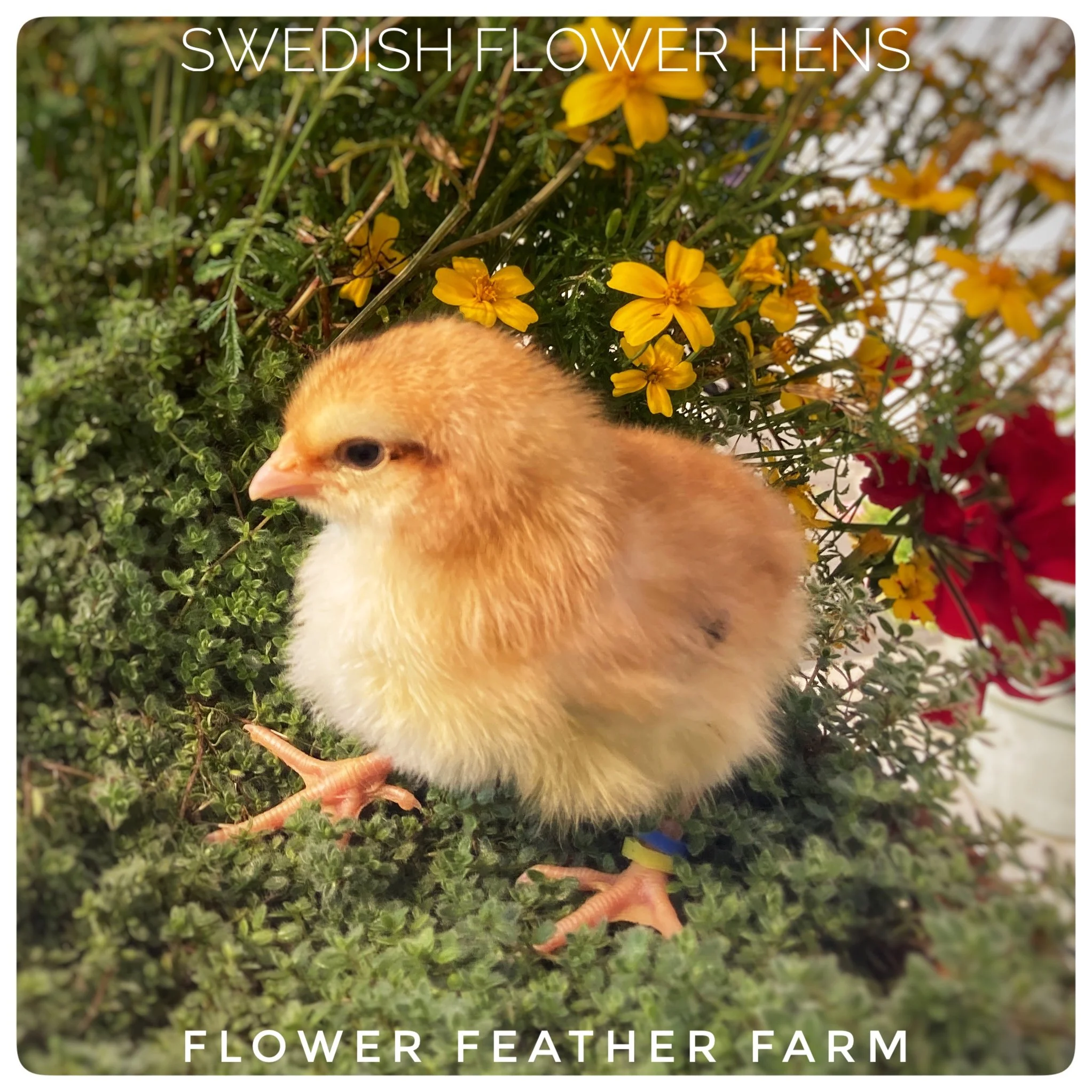 Swedish Flower Hens aka Skånsk Blommehöna Chicks available at Flower ...