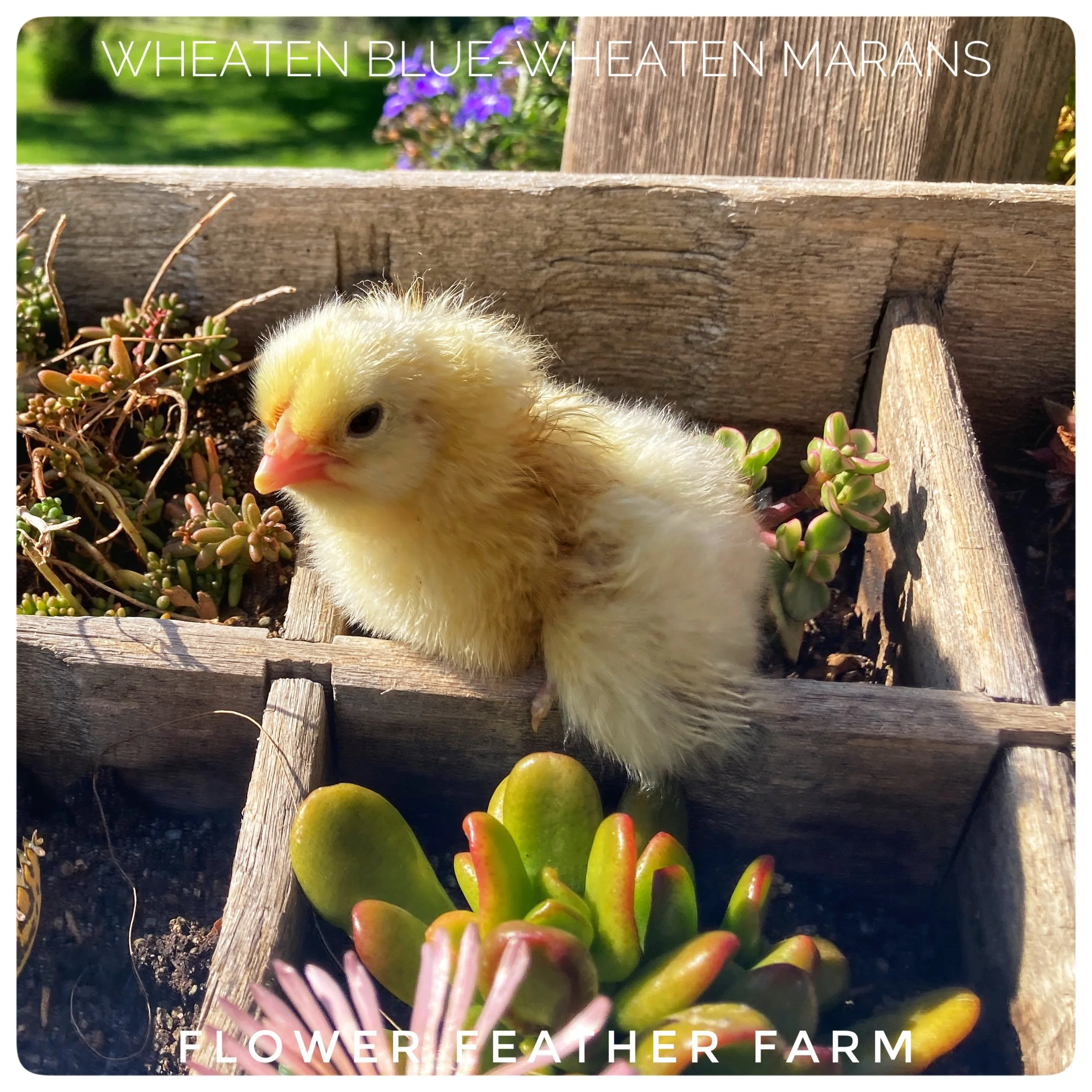 ISA Brown Chicks at Flower Feather Farm, chicks & dahlias in Whatcom ...