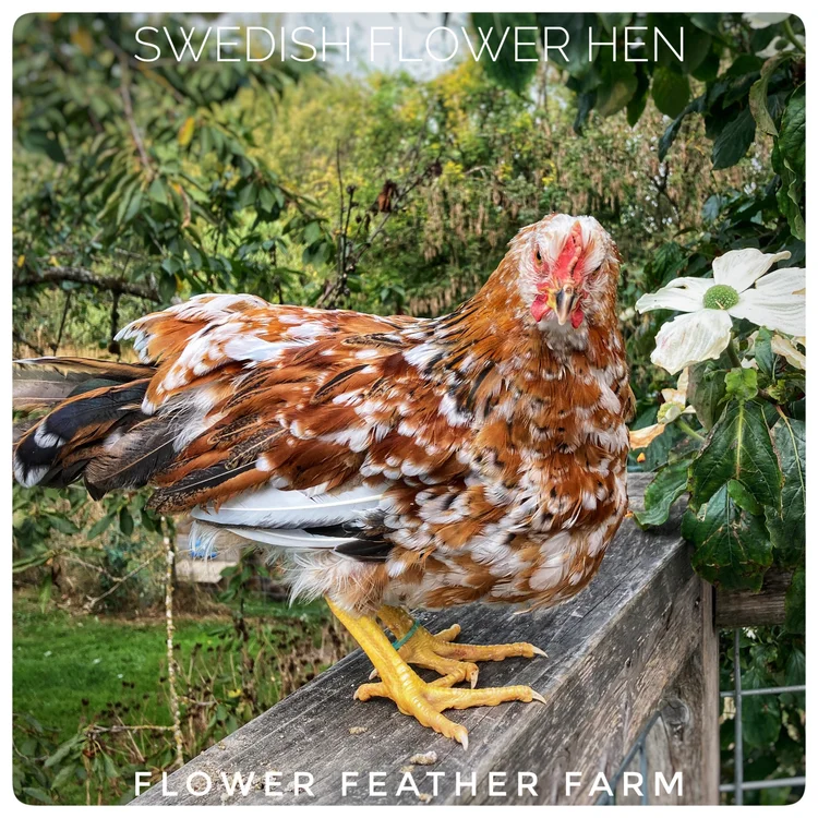 Swedish Flower Hens aka Skånsk Blommehöna Chicks at Flower Feather Farm ...